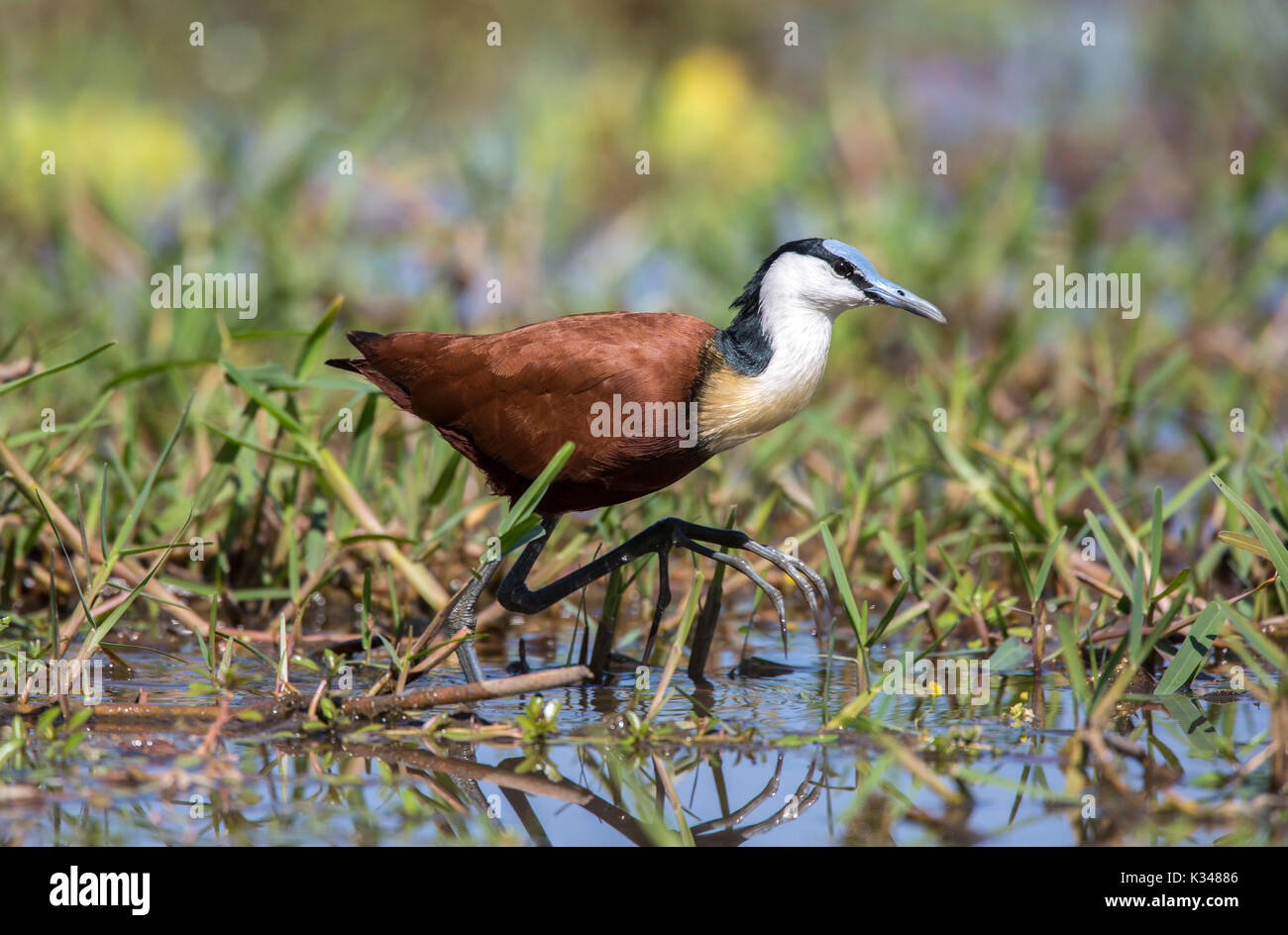 Insects adaptation hi-res stock photography and images - Alamy