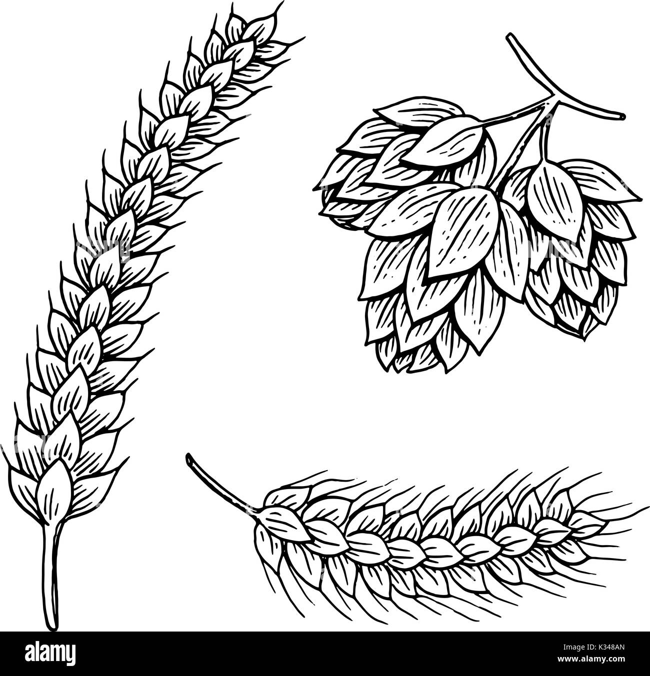 Beer Barley Drawing Beer, Hop And Malt Vector Illustration. Craft...