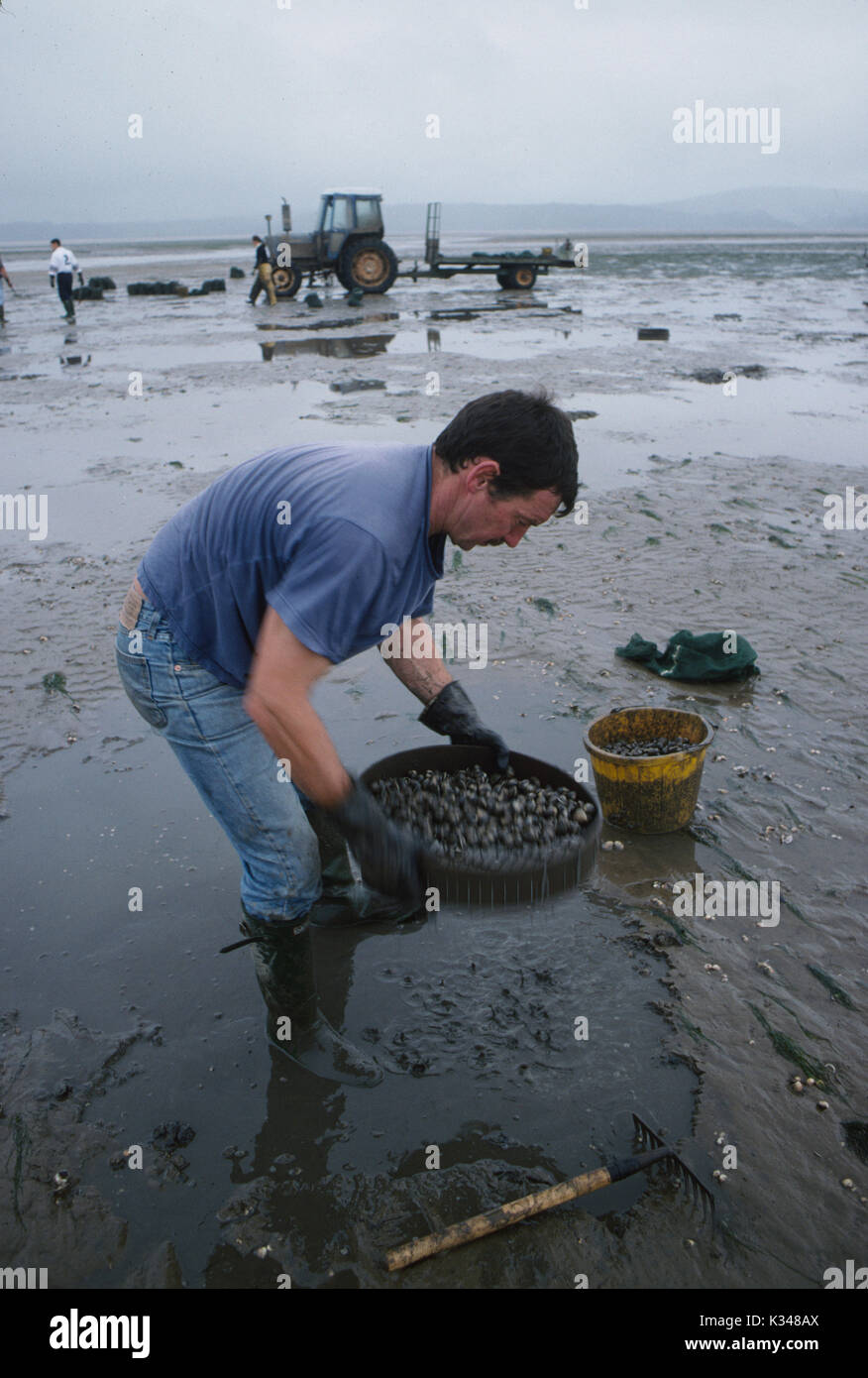Gathering cockles hi-res stock photography and images - Alamy