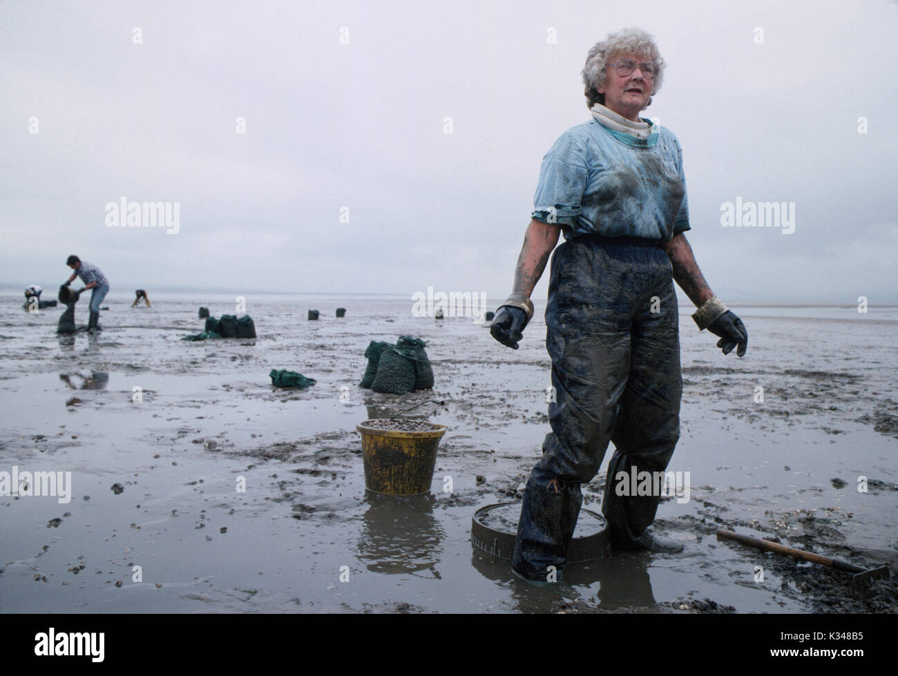 Picking cockles in gower hi-res stock photography and images - Alamy