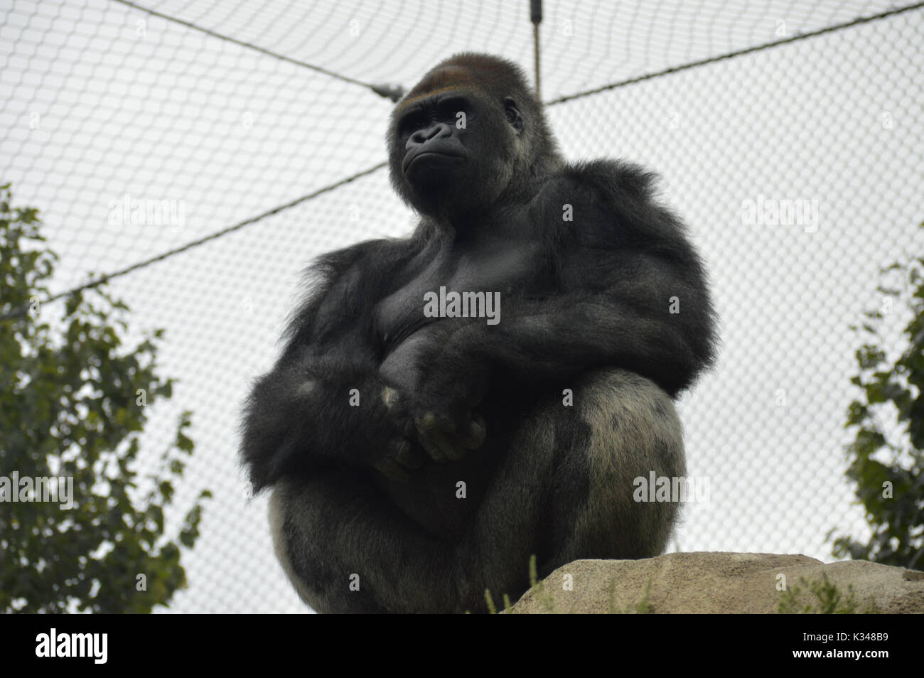 Gorilla male chest hi-res stock photography and images - Alamy