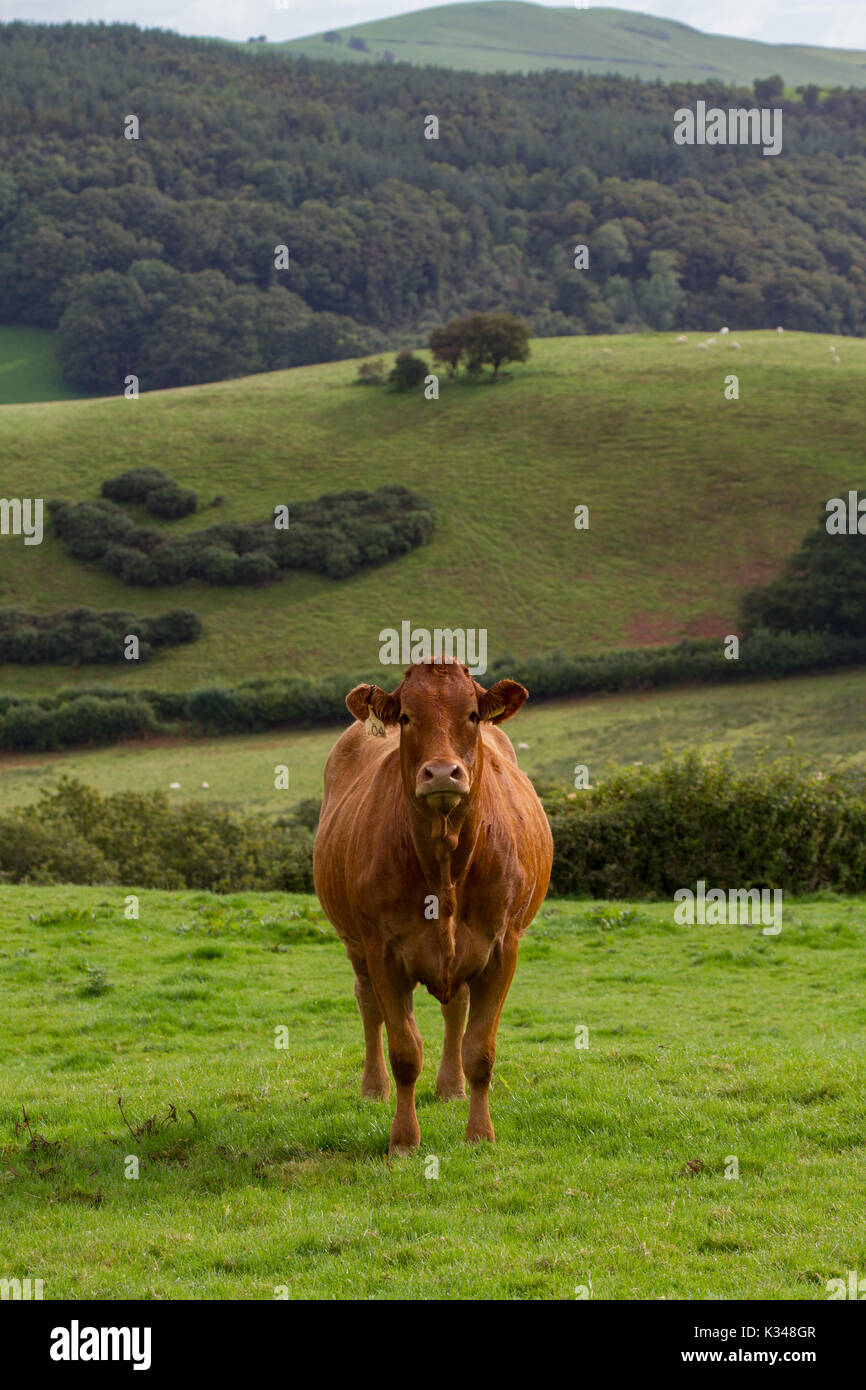 Limousin Cow. Wales. UK Stock Photo - Alamy