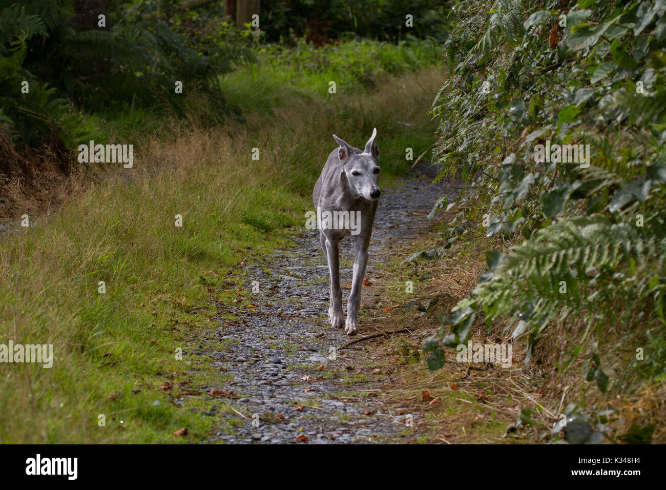 Whippet cross Lurcher walking down path. Wales. UK Stock Photo - Alamy