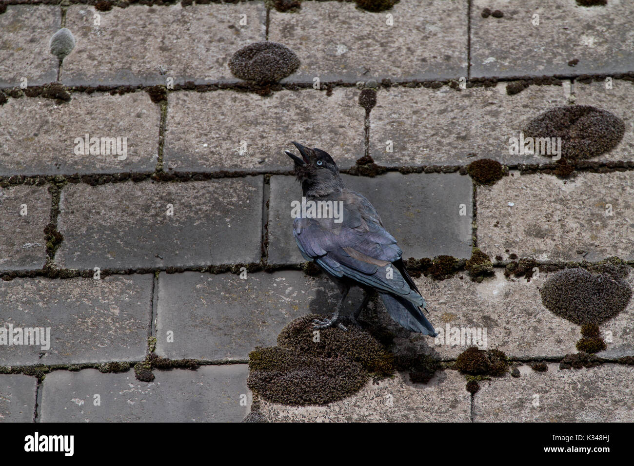 Jackdaw. Corvus monedula Stock Photo - Alamy