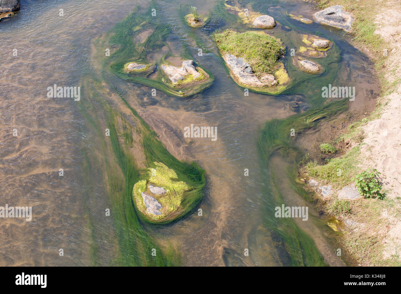 Overhead view of strands of fillamentous green algae in the shallow ...