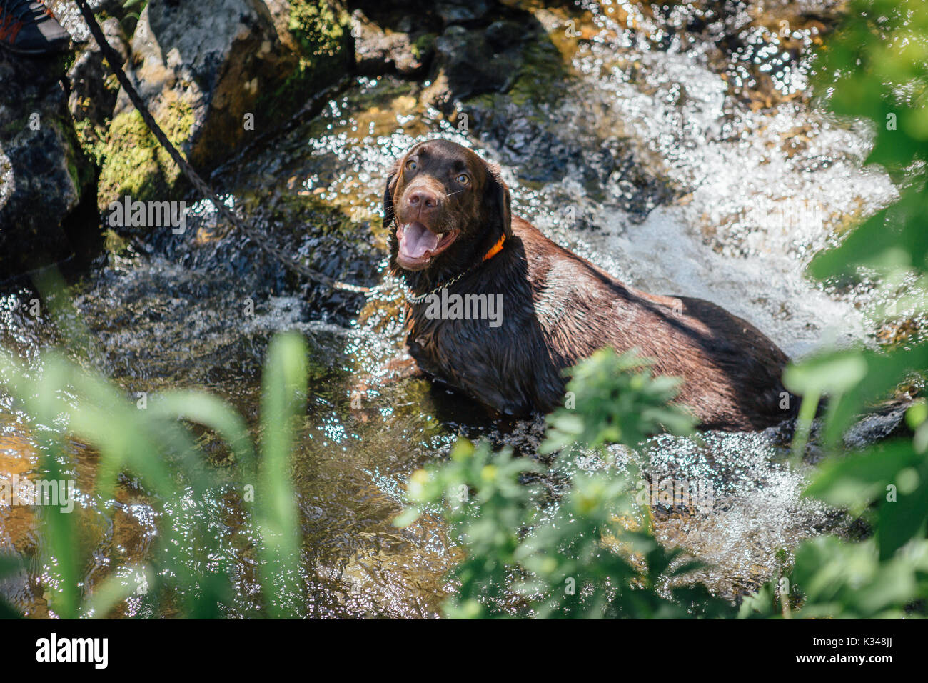 Brown happy Labrador puppy in the river Stock Photo - Alamy