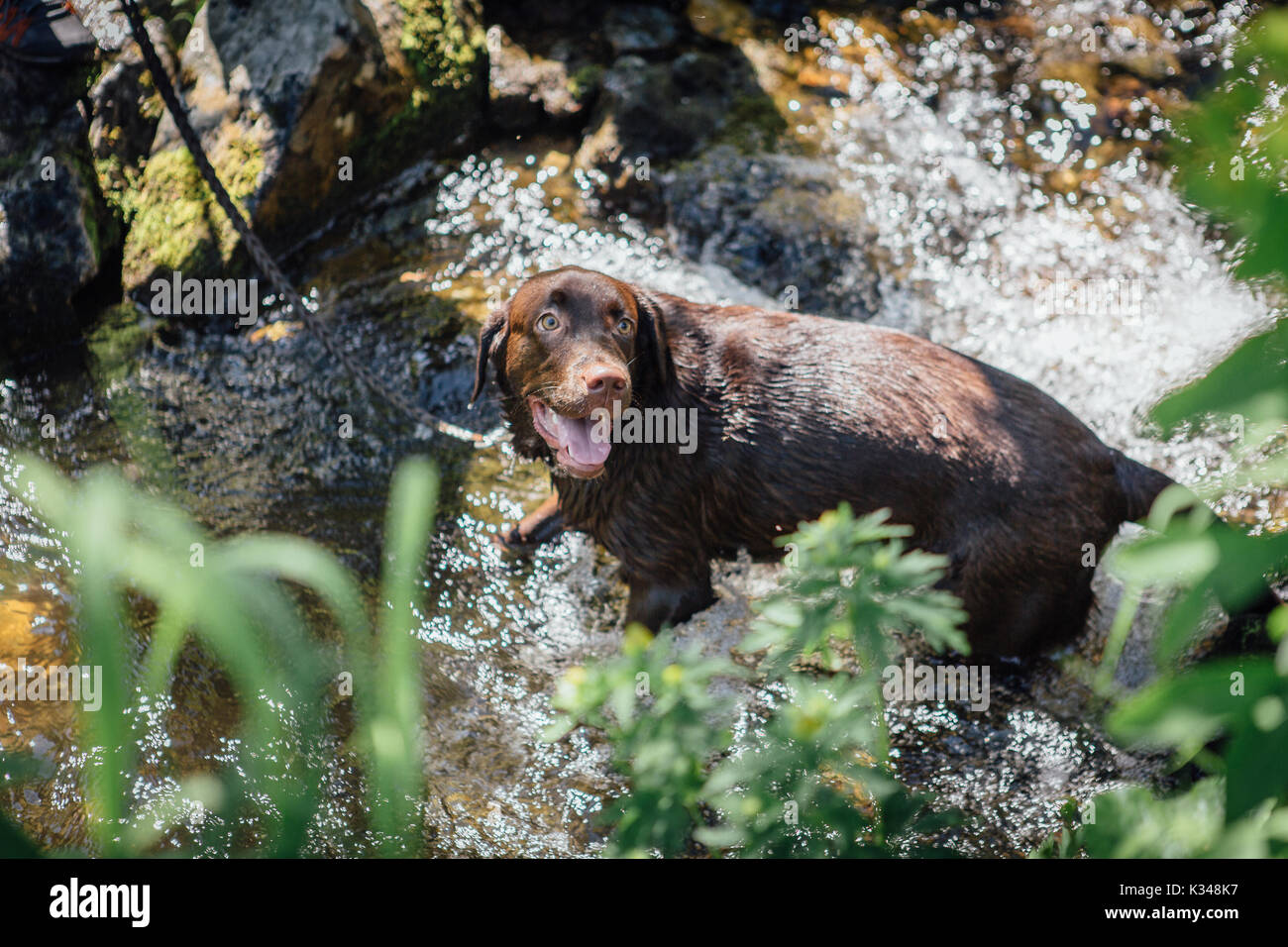 Brown happy Labrador puppy in the river Stock Photo - Alamy