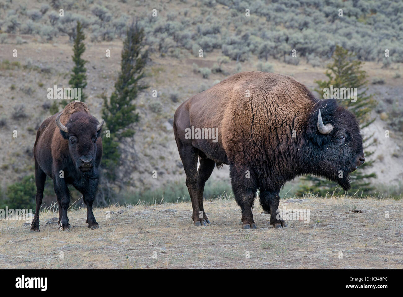 Bizon hi-res stock photography and images - Alamy
