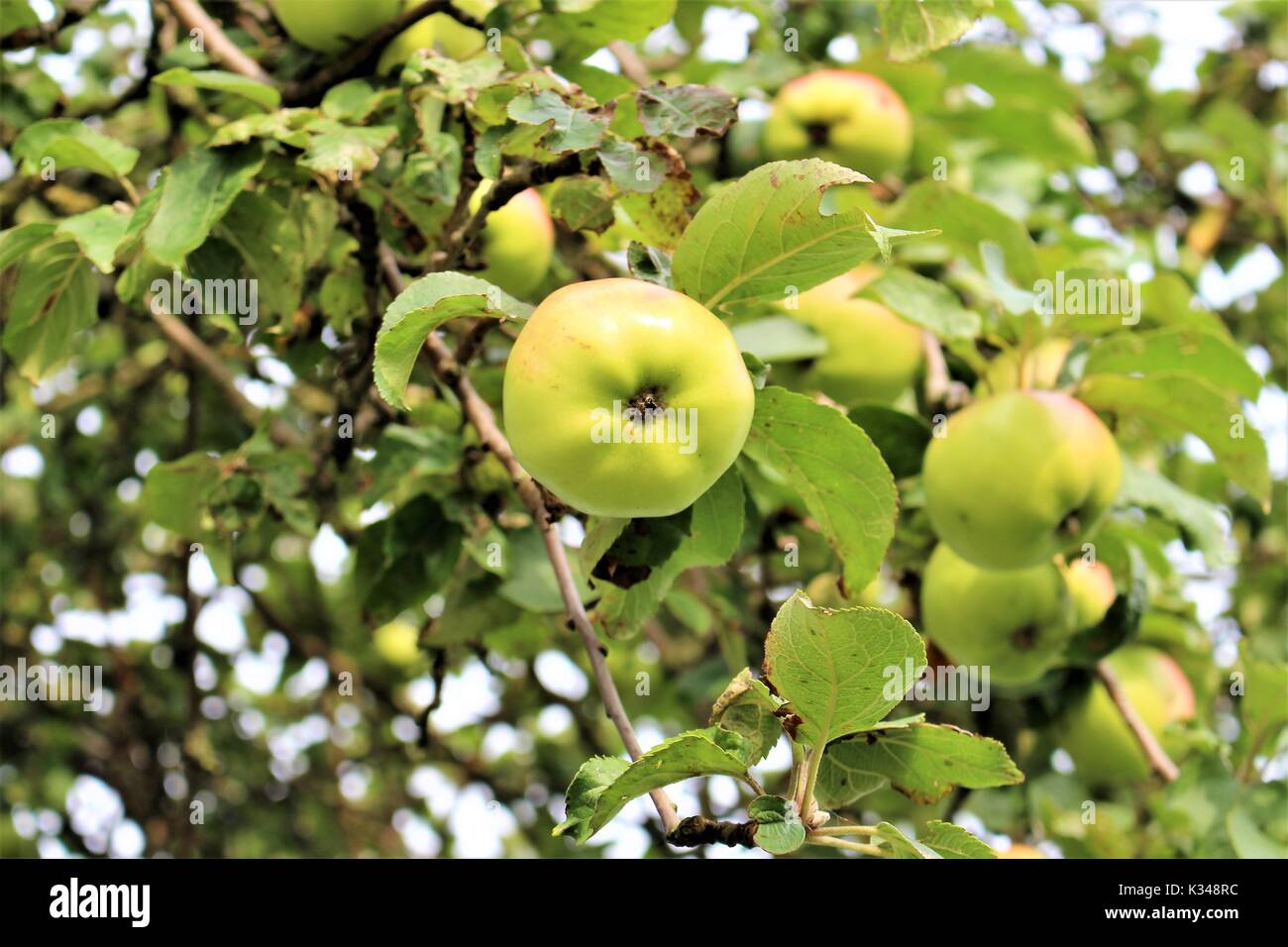 An image of a apple tree Stock Photo - Alamy