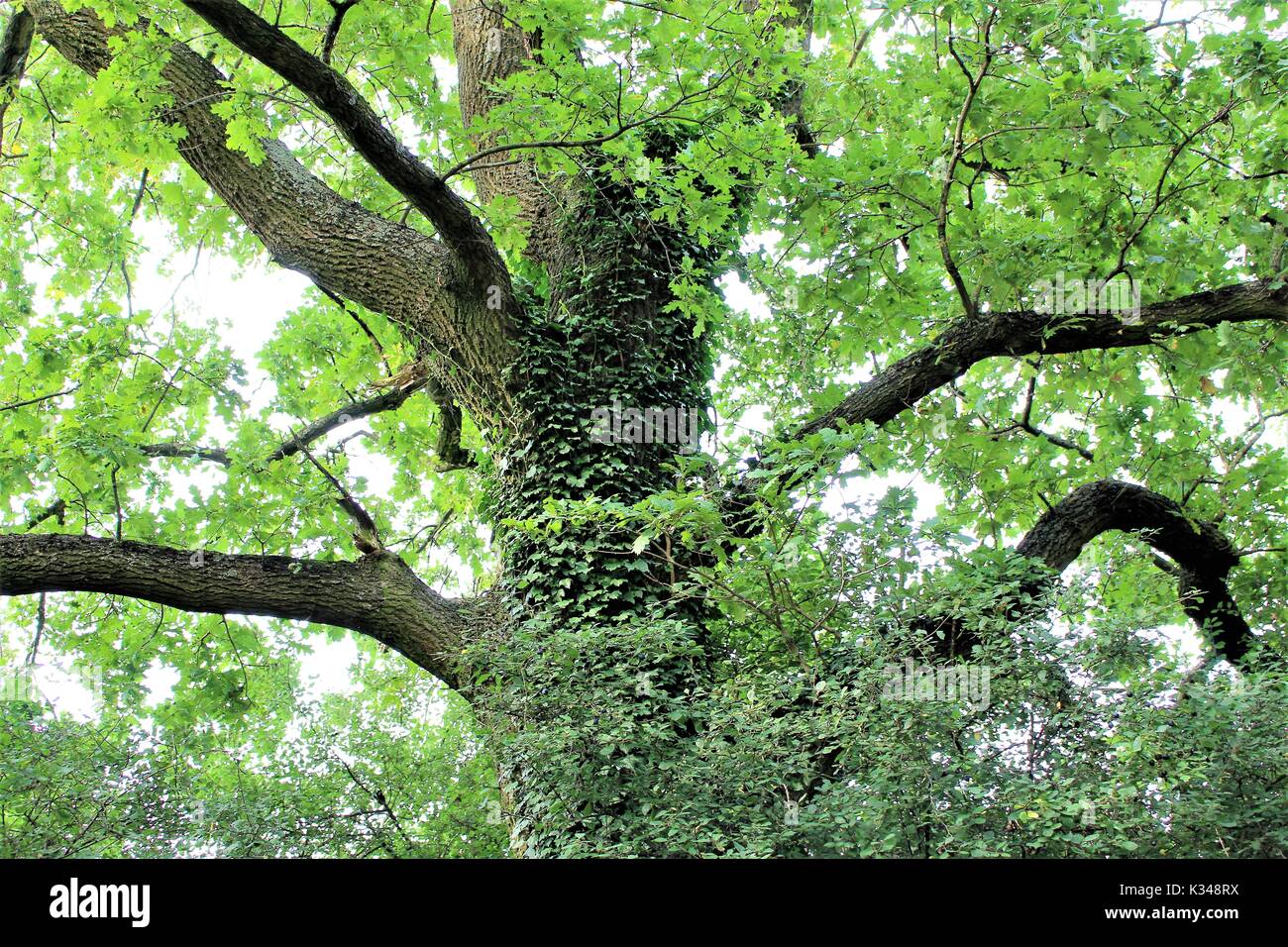 An image of a treetop Stock Photo - Alamy
