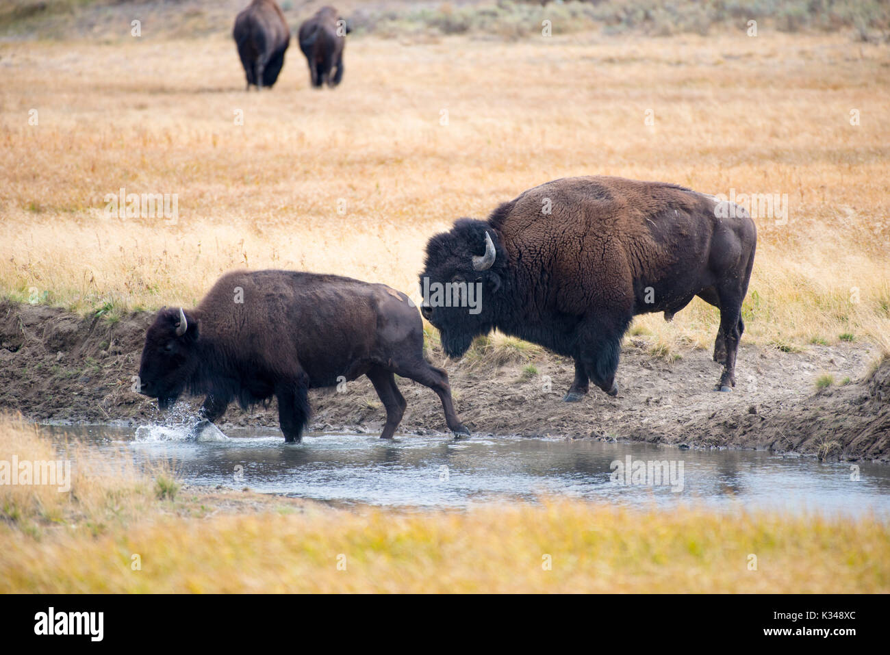 Bizon hi-res stock photography and images - Alamy