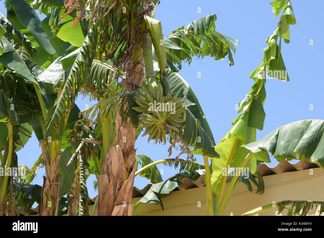 Bananas on tree hi-res stock photography and images - Alamy