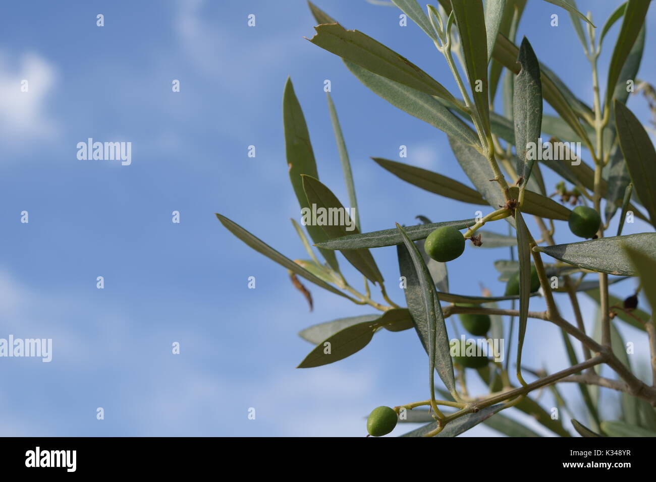 Olive tree with sky in background Stock Photo - Alamy