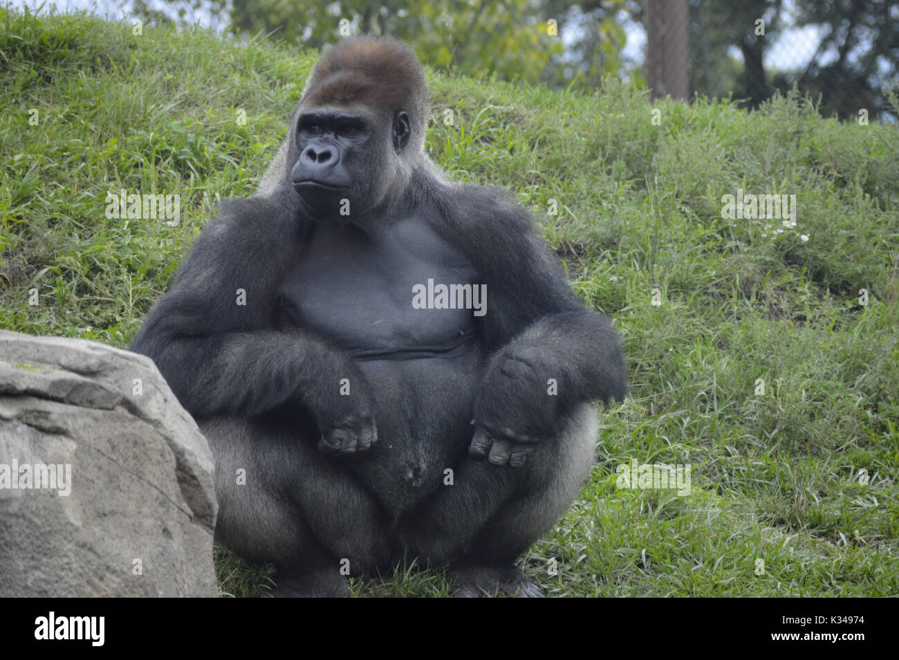 Western lowland gorilla male chest hi-res stock photography and images ...