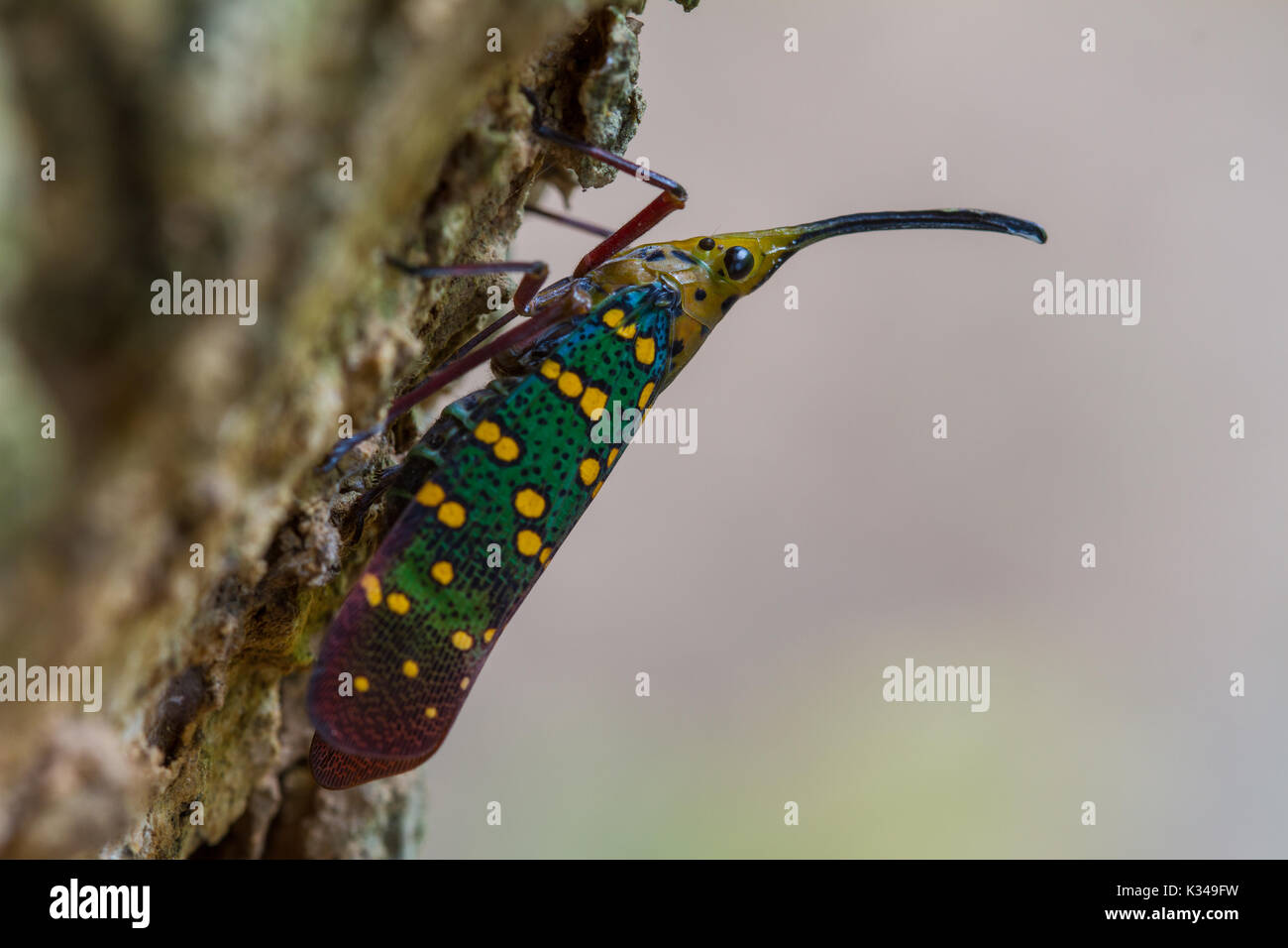 Saiva hi-res stock photography and images - Alamy