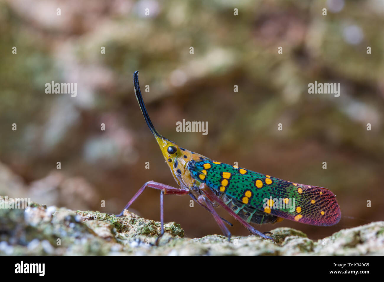 Cicada or Lanternfly (Saiva gemmata ) insect on tree in nature Stock ...