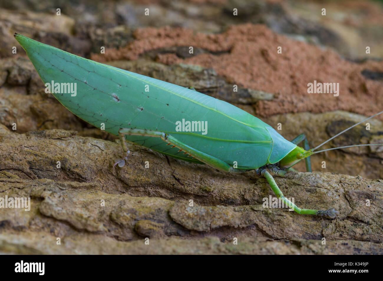 Forest grasshopper view hi-res stock photography and images - Alamy