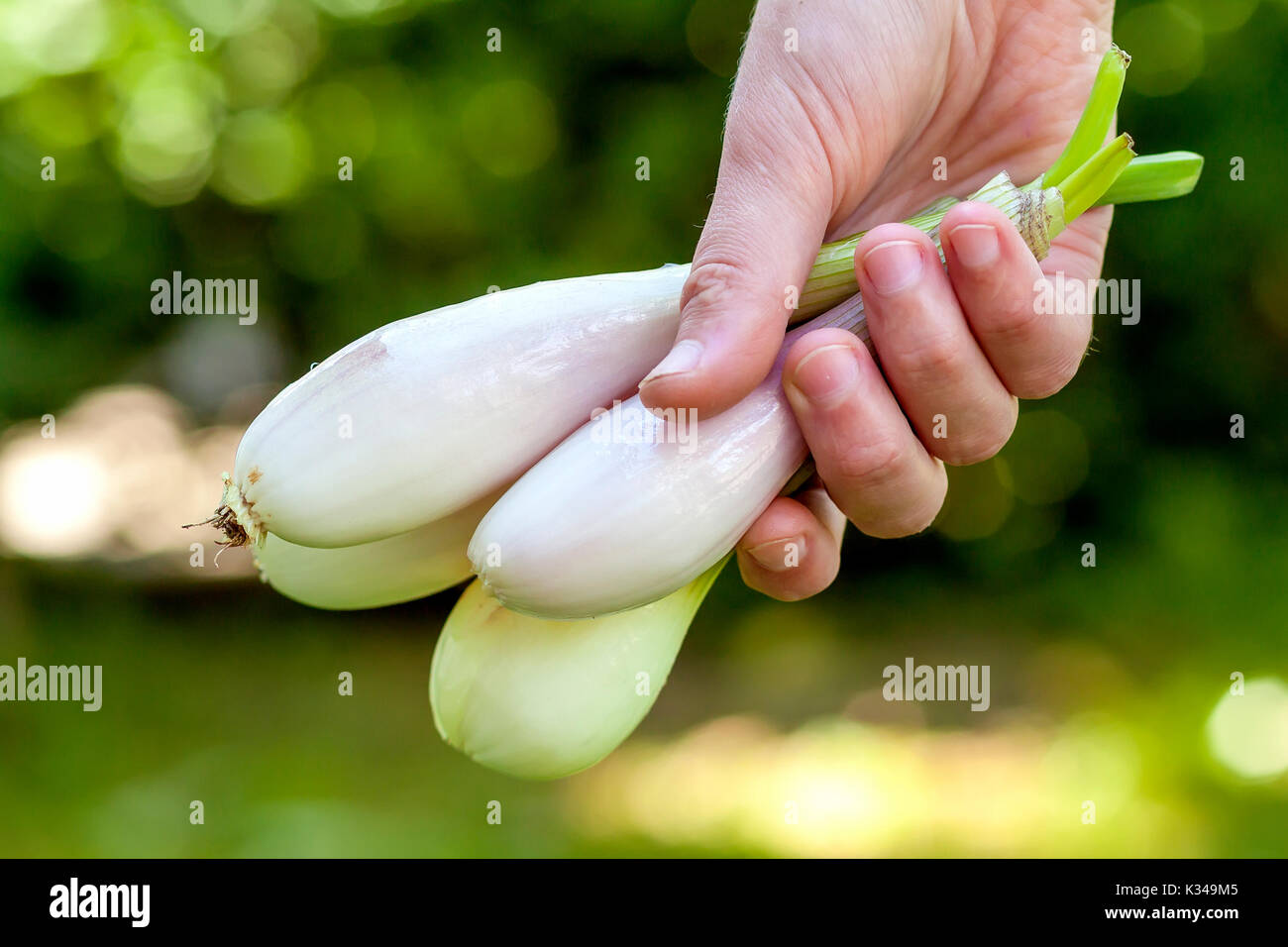 Woman hand holding white onions outdoors close up Stock Photo - Alamy