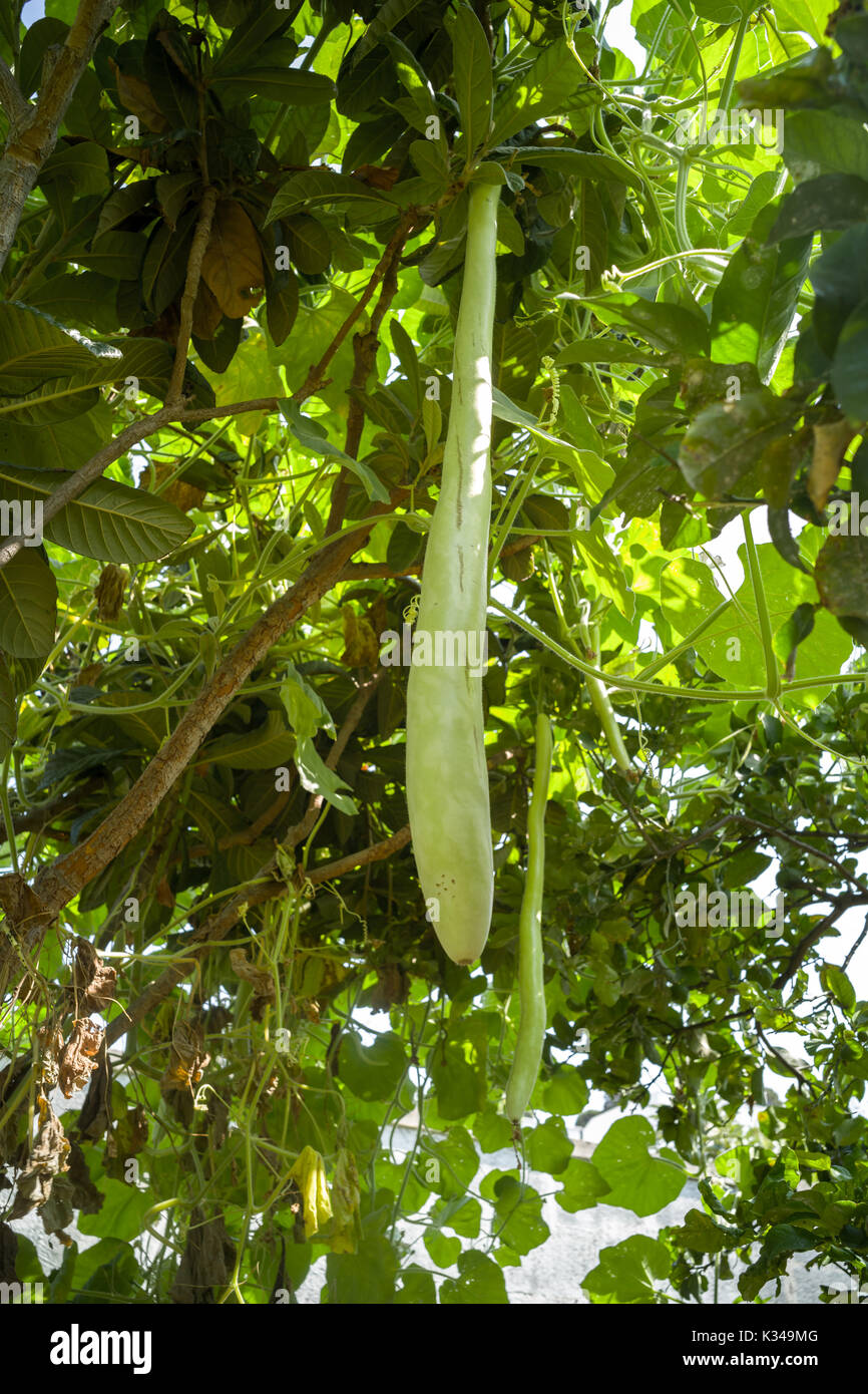 Sicilian zucchini hi-res stock photography and images - Alamy