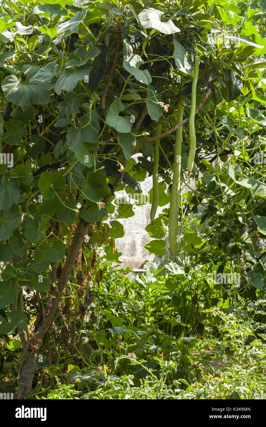 Raw sicilian zucchini with a very long shape from the farm Stock Photo ...