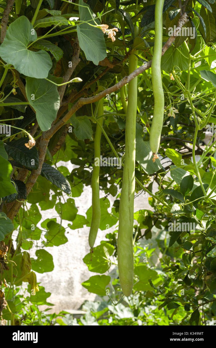 Raw sicilian zucchini with a very long shape from the farm Stock Photo ...