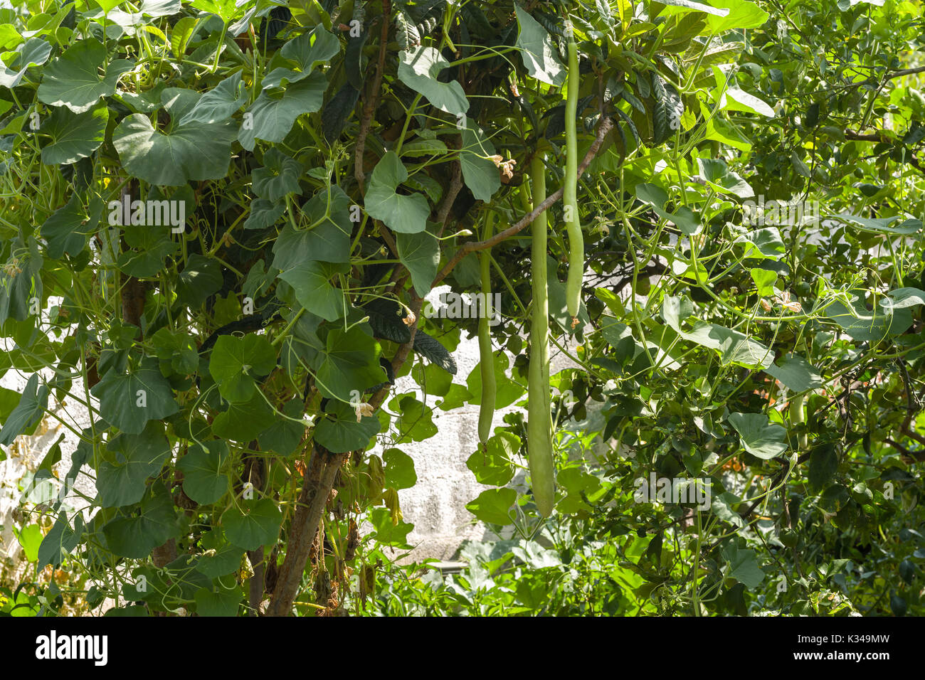 Raw sicilian zucchini with a very long shape from the farm Stock Photo ...