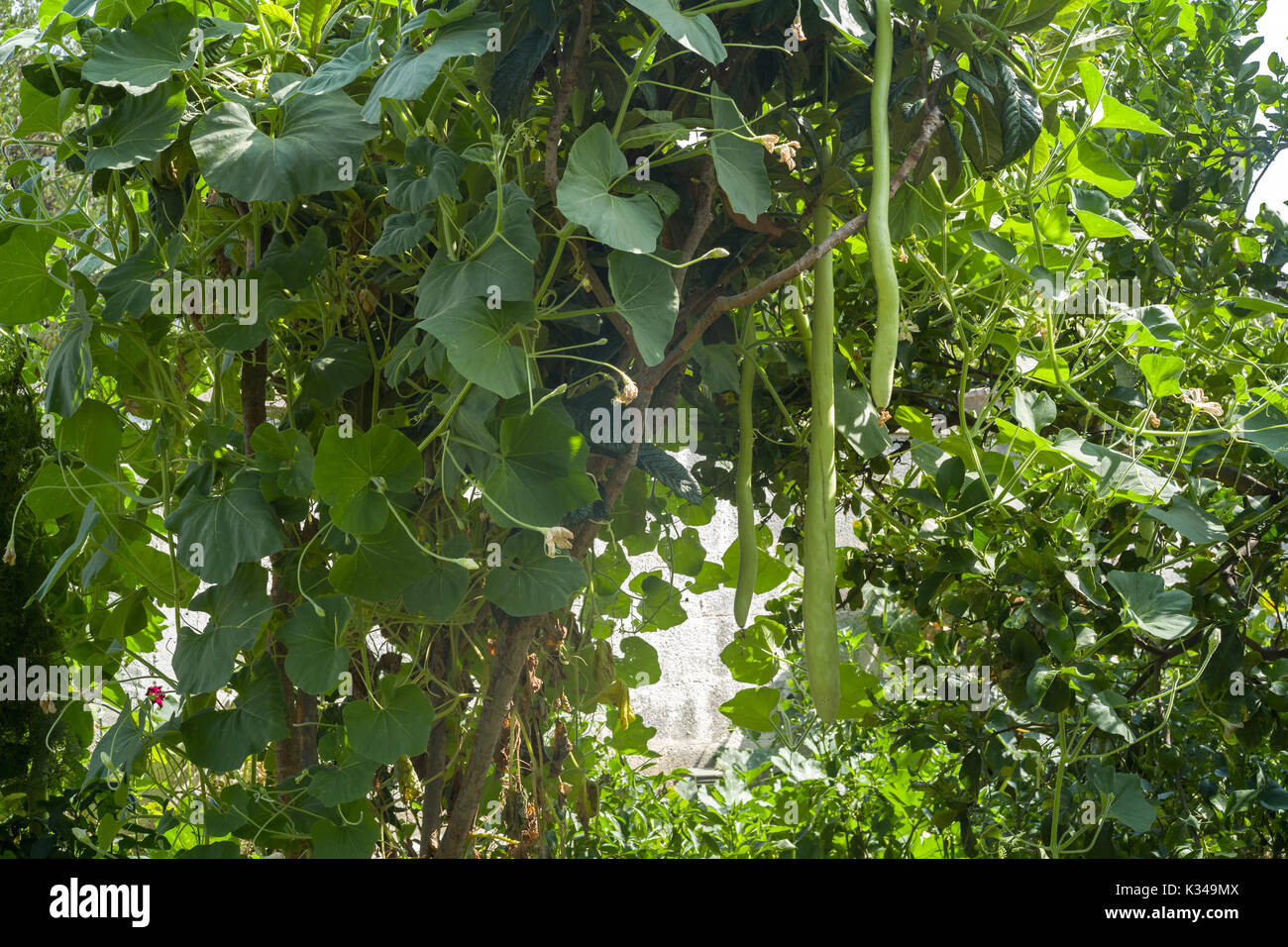 Zucchini tree hi-res stock photography and images - Alamy