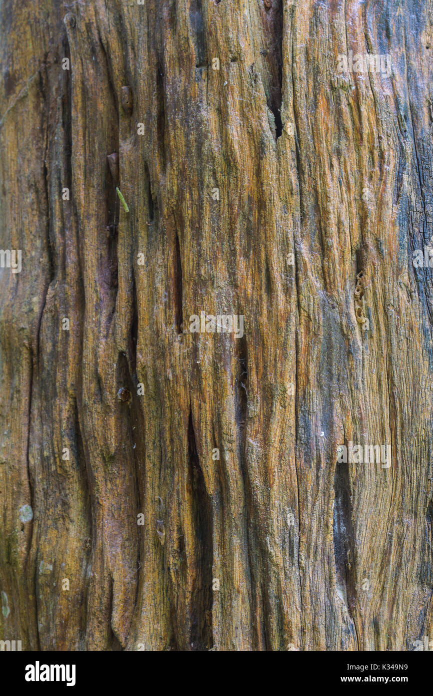 texture of bark wood use as natural background Stock Photo - Alamy