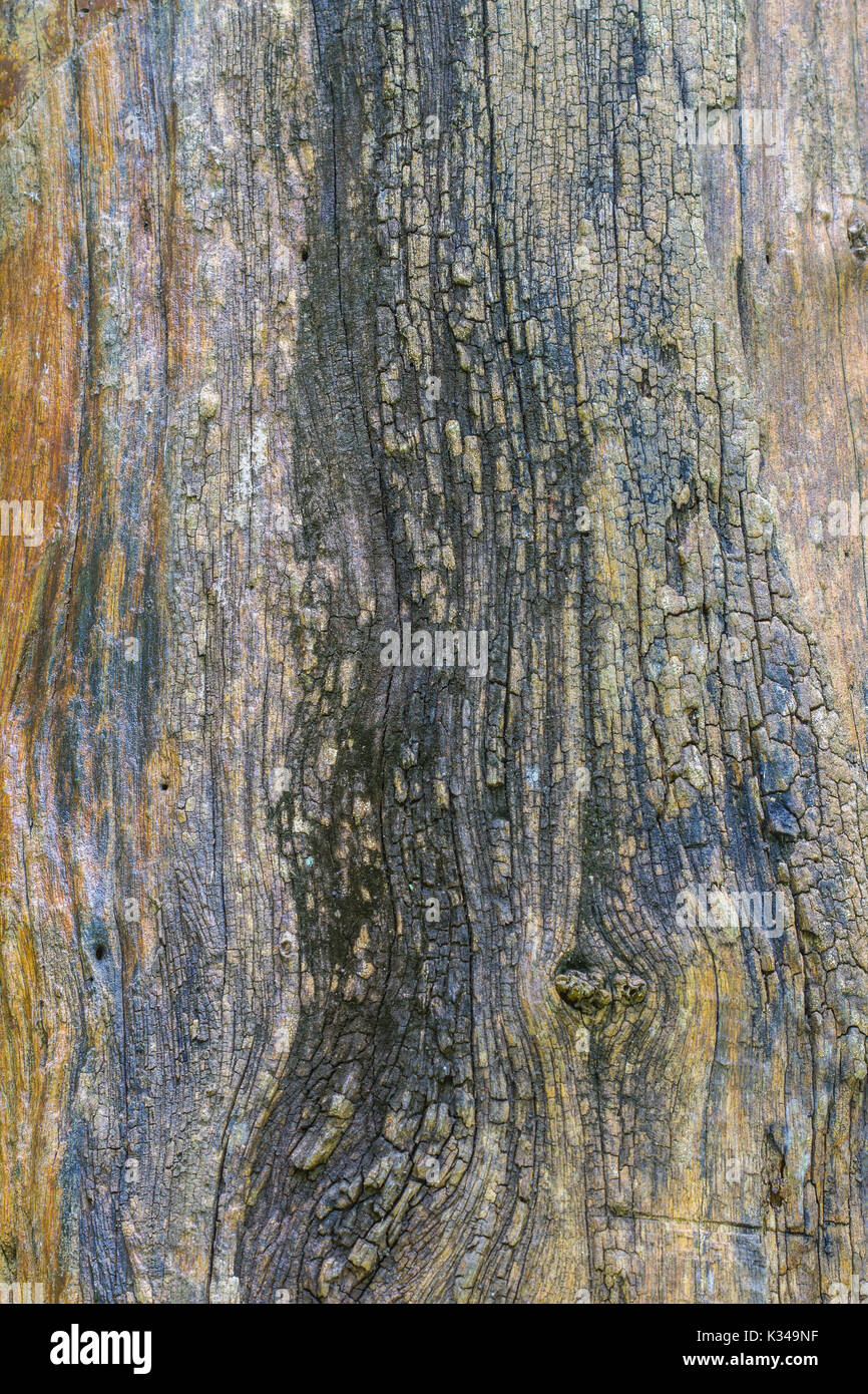 texture of bark wood use as natural background Stock Photo - Alamy