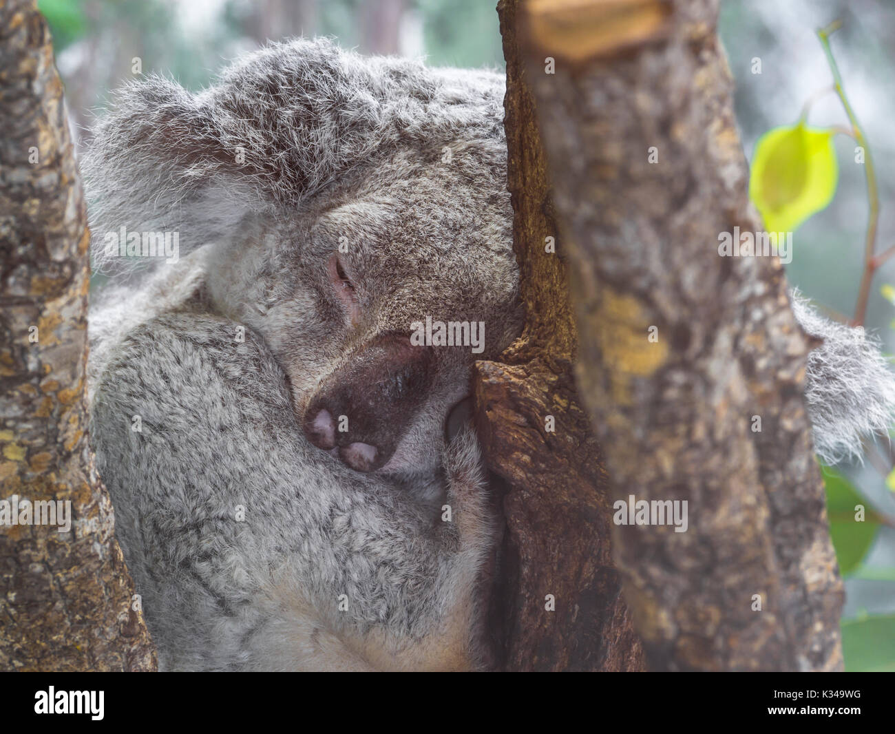 Arboreal herbivorous marsupial native to australia hi-res stock ...