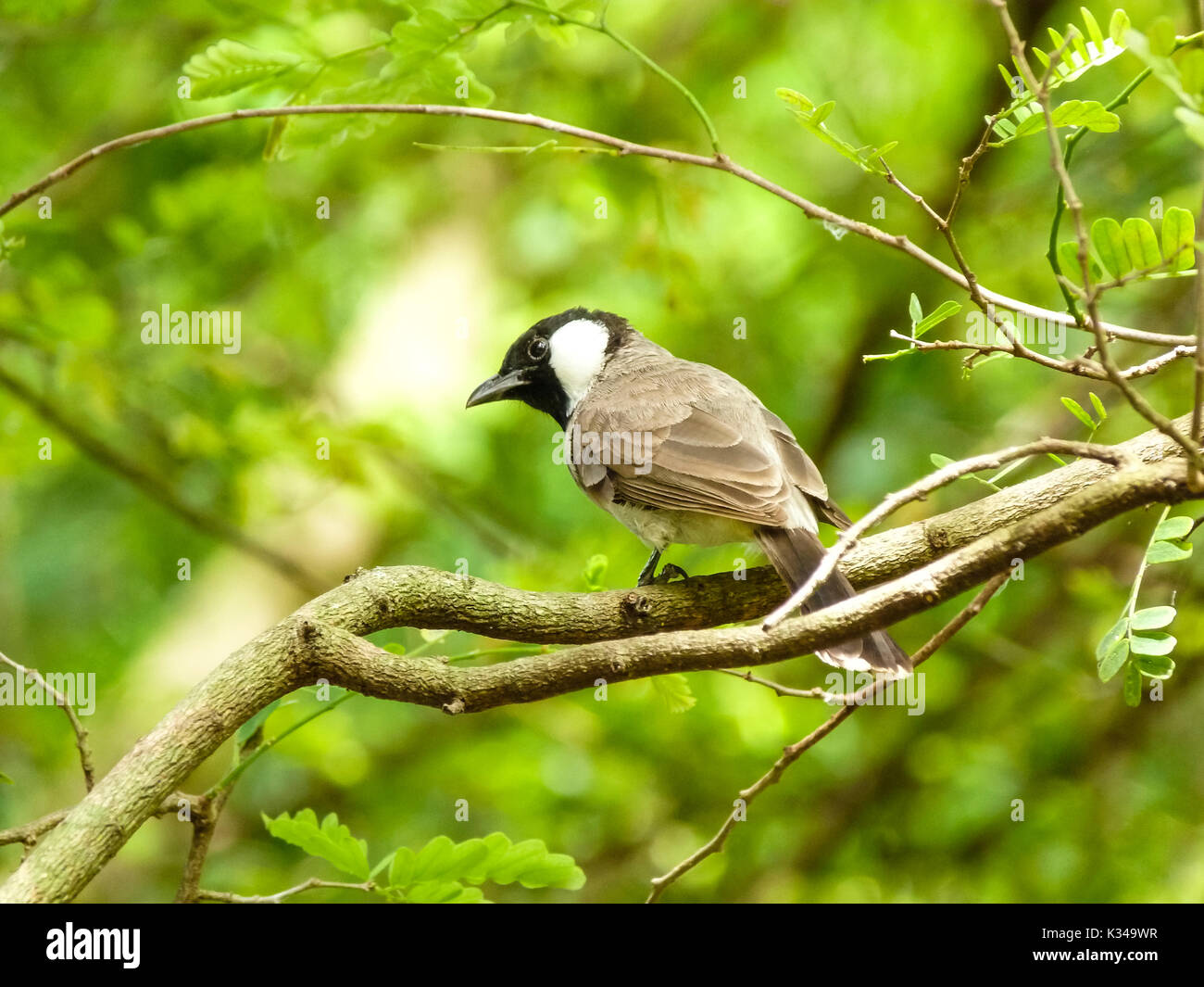 The White-eared Bulbul (Pycnonotus leucotis) is a member of the bulbul ...