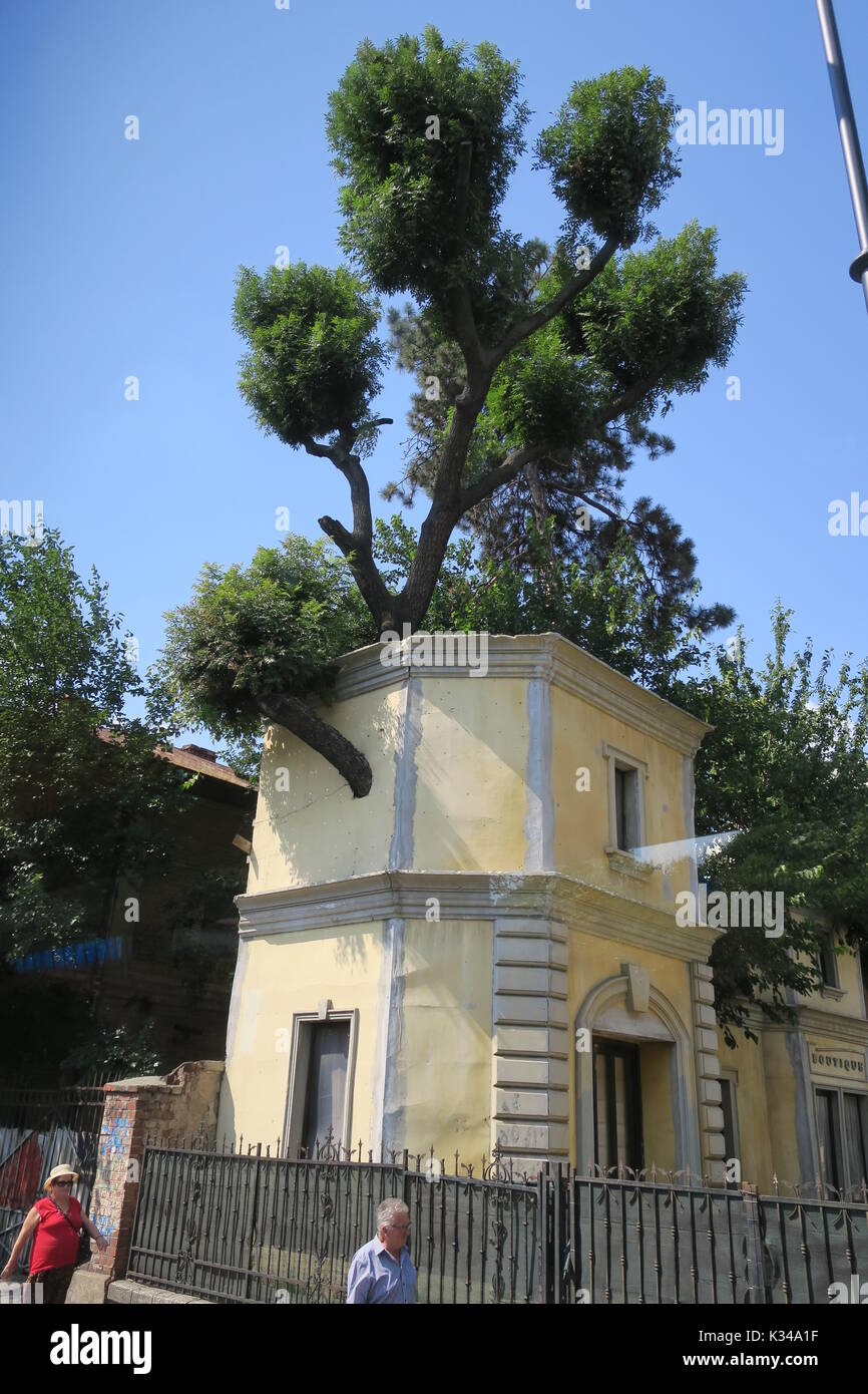 Tree growing through window hi-res stock photography and images - Alamy