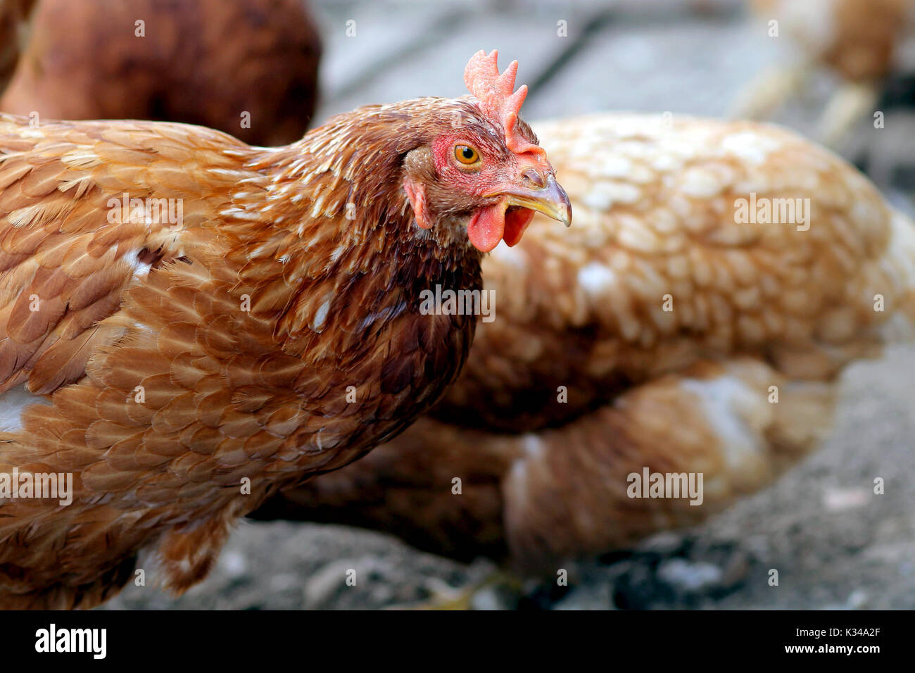 Traditional breed chicken hen hi-res stock photography and images - Alamy