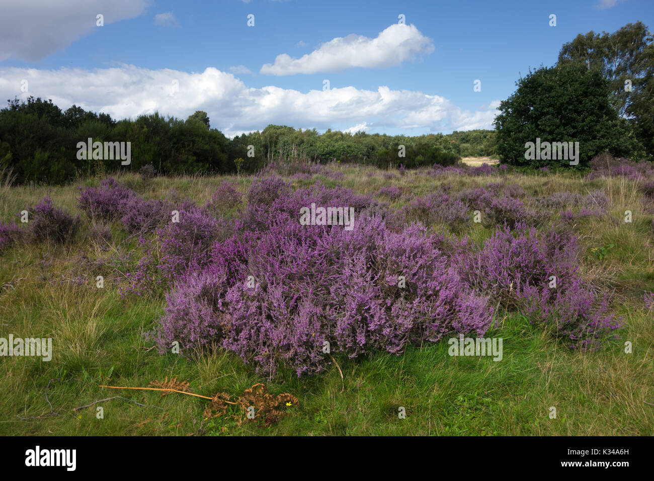 Heather heathland wildlife hi-res stock photography and images - Alamy