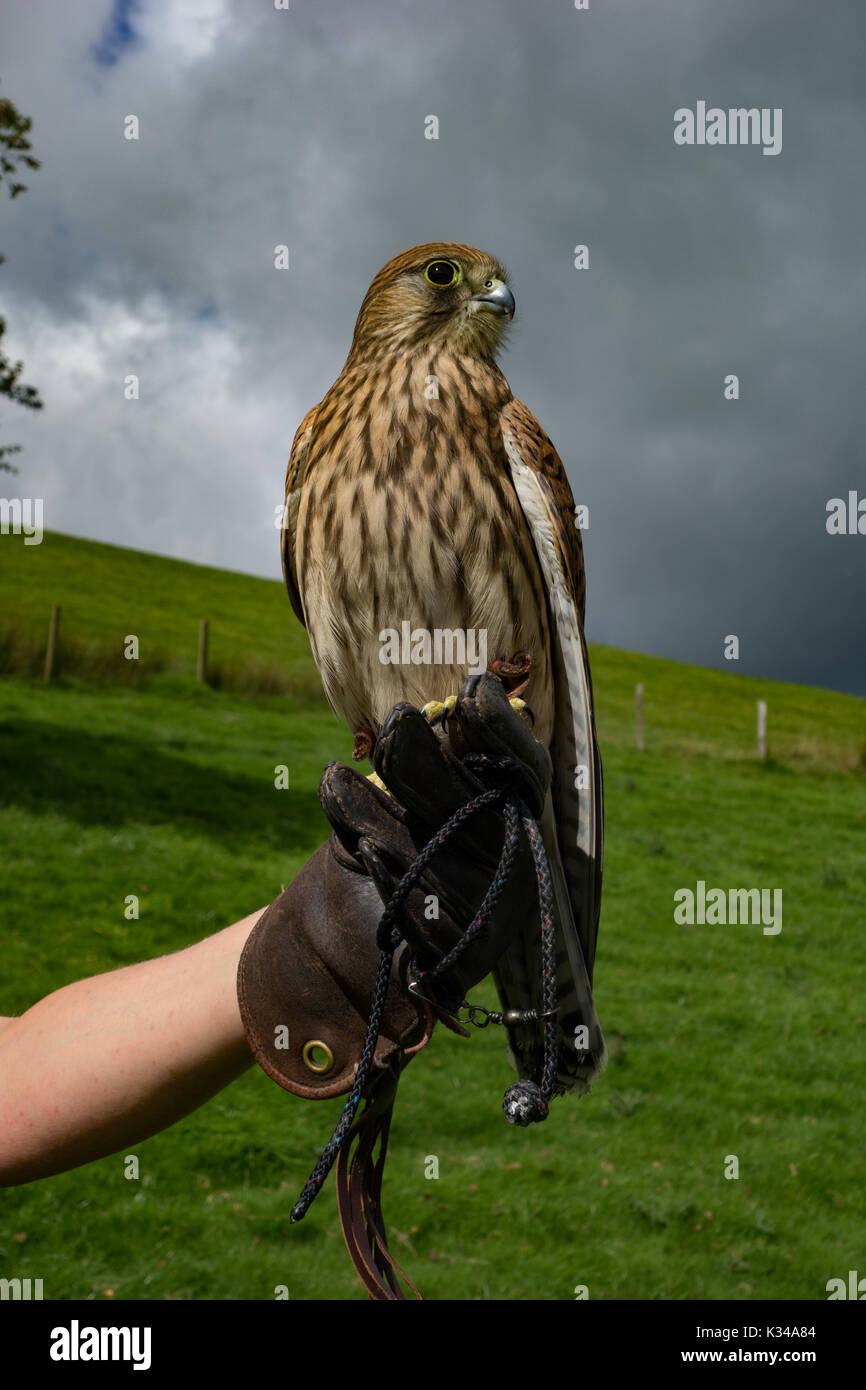 Juvenile female Kestrel Falco tinnunculus on falconers glove. Wales. UK ...