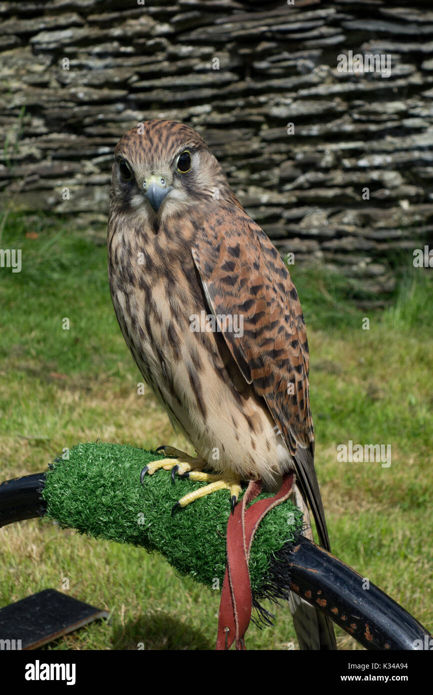Female kestrel hi-res stock photography and images - Alamy
