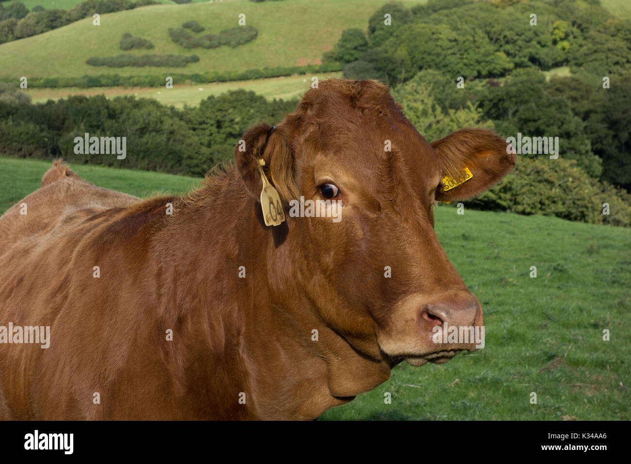 British limousin cattle hi-res stock photography and images - Alamy