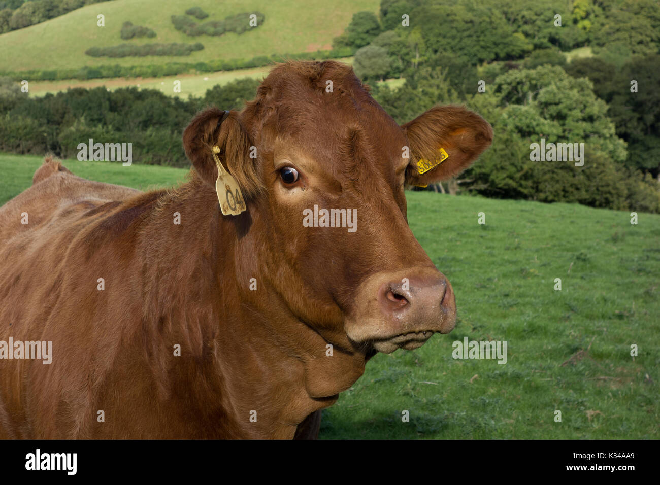 British limousin cattle hi-res stock photography and images - Alamy
