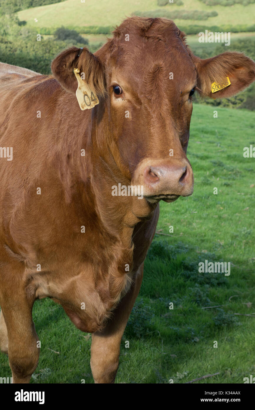 British limousin cattle hi-res stock photography and images - Alamy