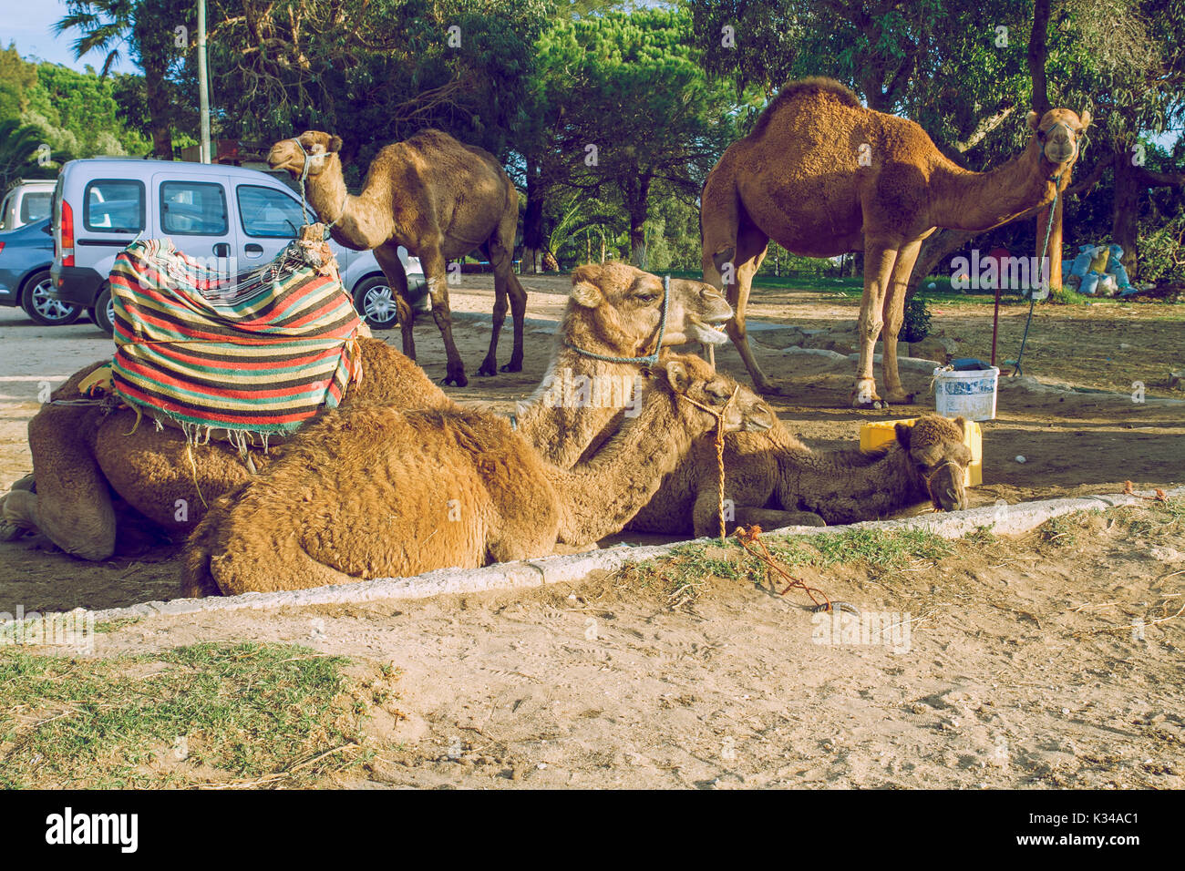 Tanger animal hi-res stock photography and images - Alamy