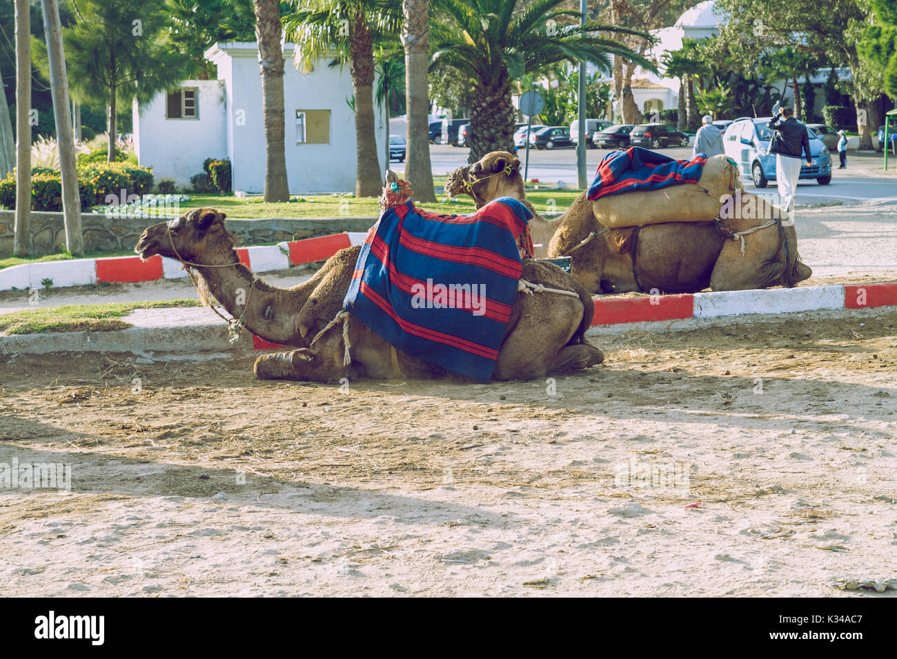 Tanger animal hi-res stock photography and images - Alamy