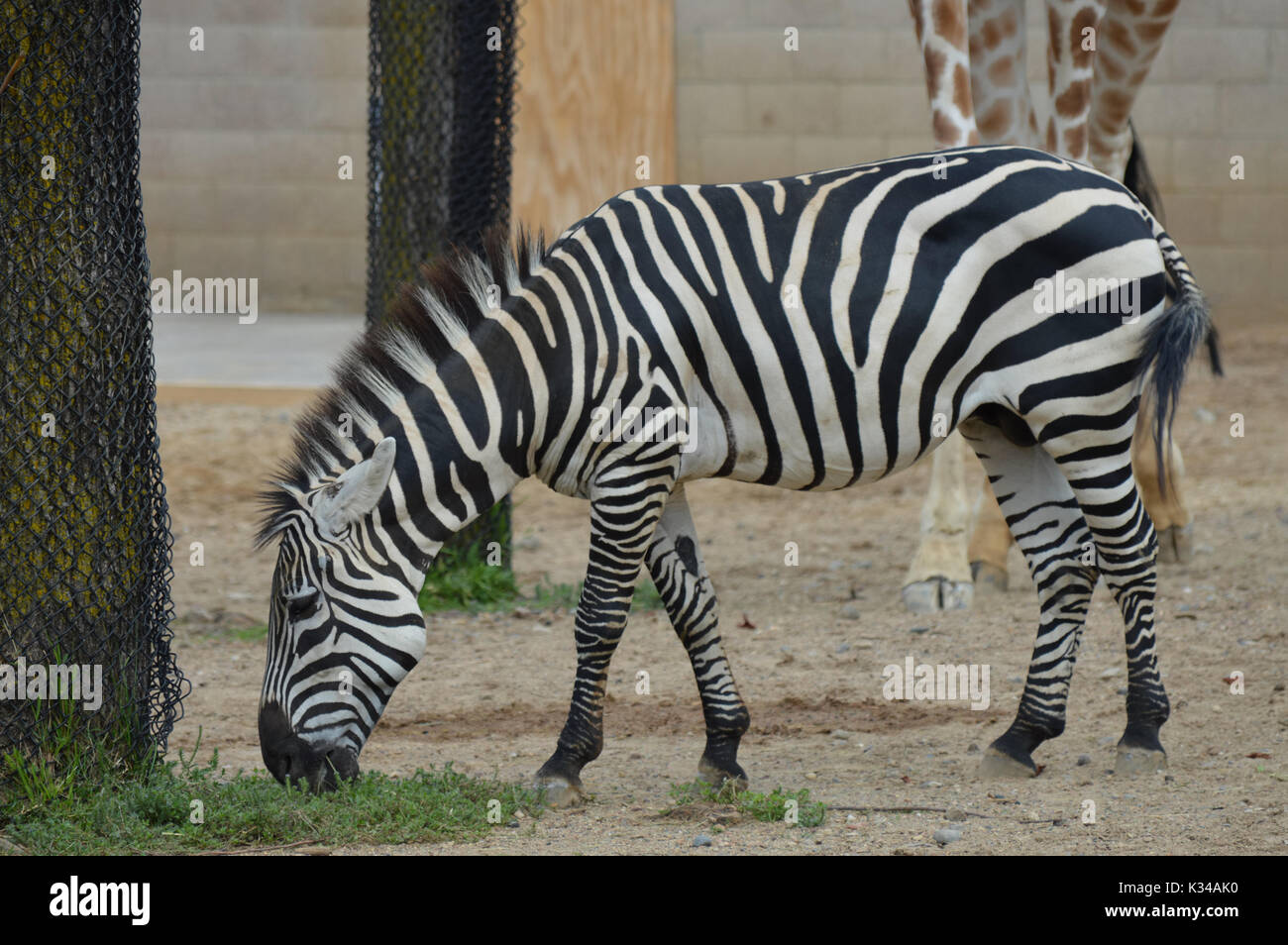 Zebra side profile hi-res stock photography and images - Alamy