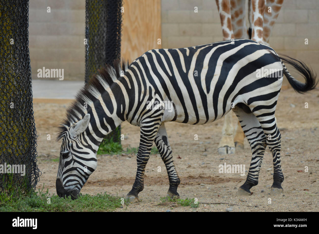 Zebra side profile hi-res stock photography and images - Alamy