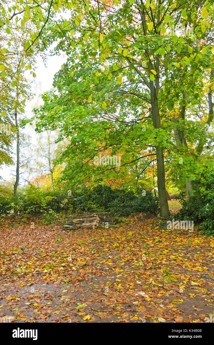 Germany, Hamburg, Autumn forest. Autumn Impression from the Saxony ...