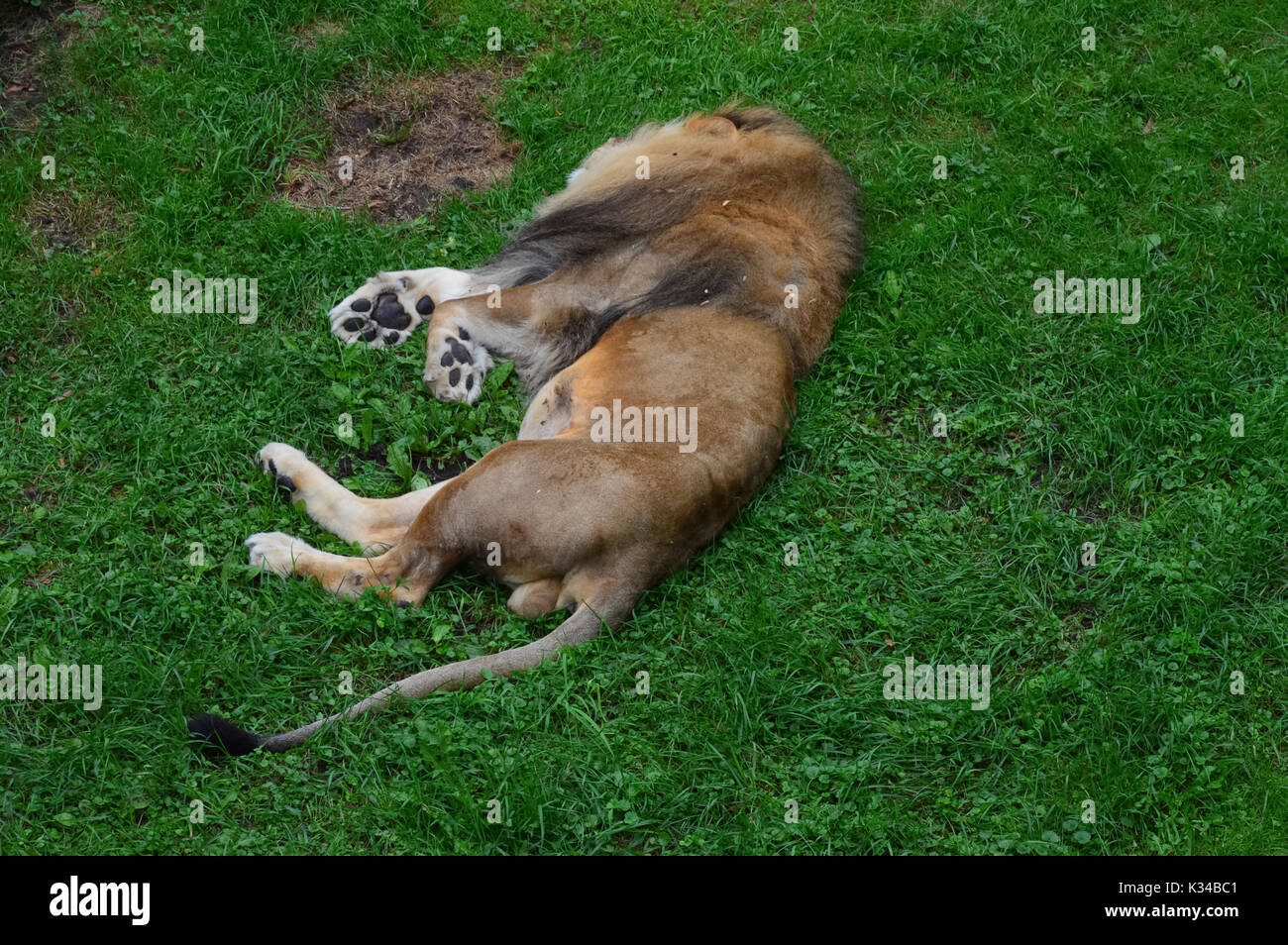 Lion laying in the grass Stock Photo - Alamy