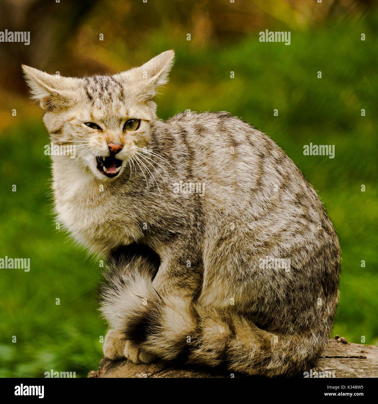 Agressive wild hi-res stock photography and images - Alamy