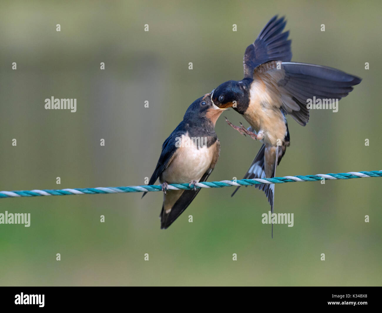 Barn swallow open wings hi-res stock photography and images - Alamy