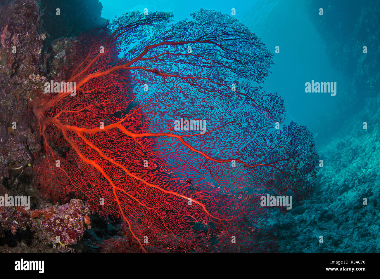 Close up image of a glowing red sea fan with a scuba diver silhouetted ...