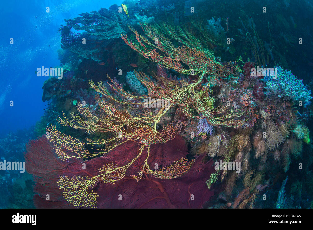 Coral reef on Fantasea dive site near Beqa Lagoon, Viti Levu, Fiji ...