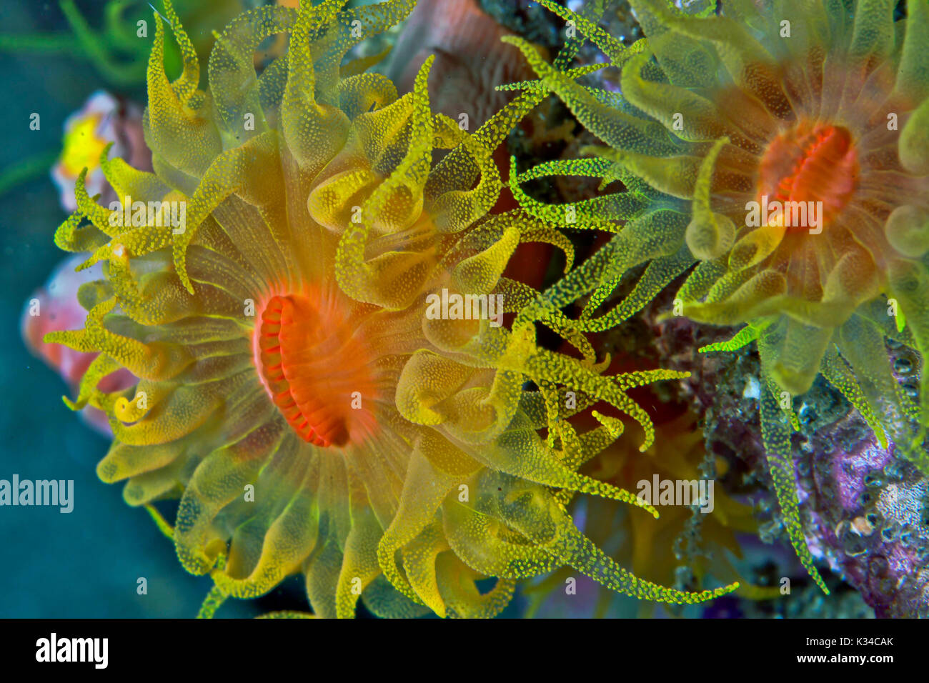 Sunshine coral at night (Tubastrea sp.), Dumagette, Philippines Stock ...